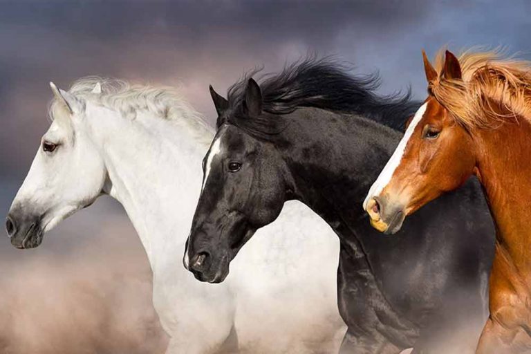 Therapie met Paard | KieN